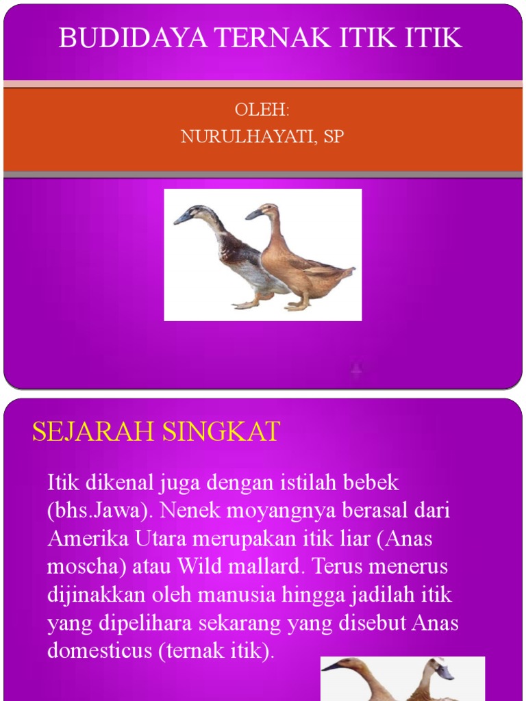 Panduan Budidaya Itik | PDF