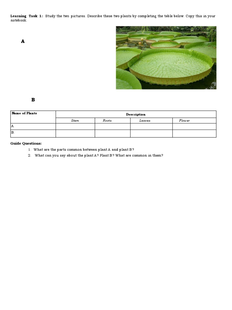 Learning Task 1 Plants | PDF