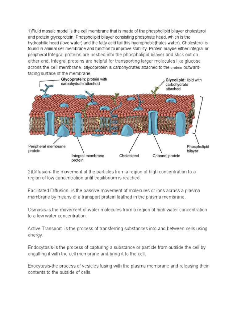 Understanding the Fluid Mosaic Model | PDF | Home & Garden | Wellness