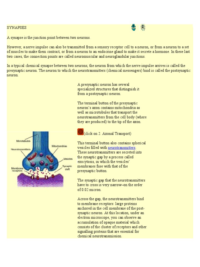 SYNAPSES | PDF | Chemical Synapse | Neurotransmitter