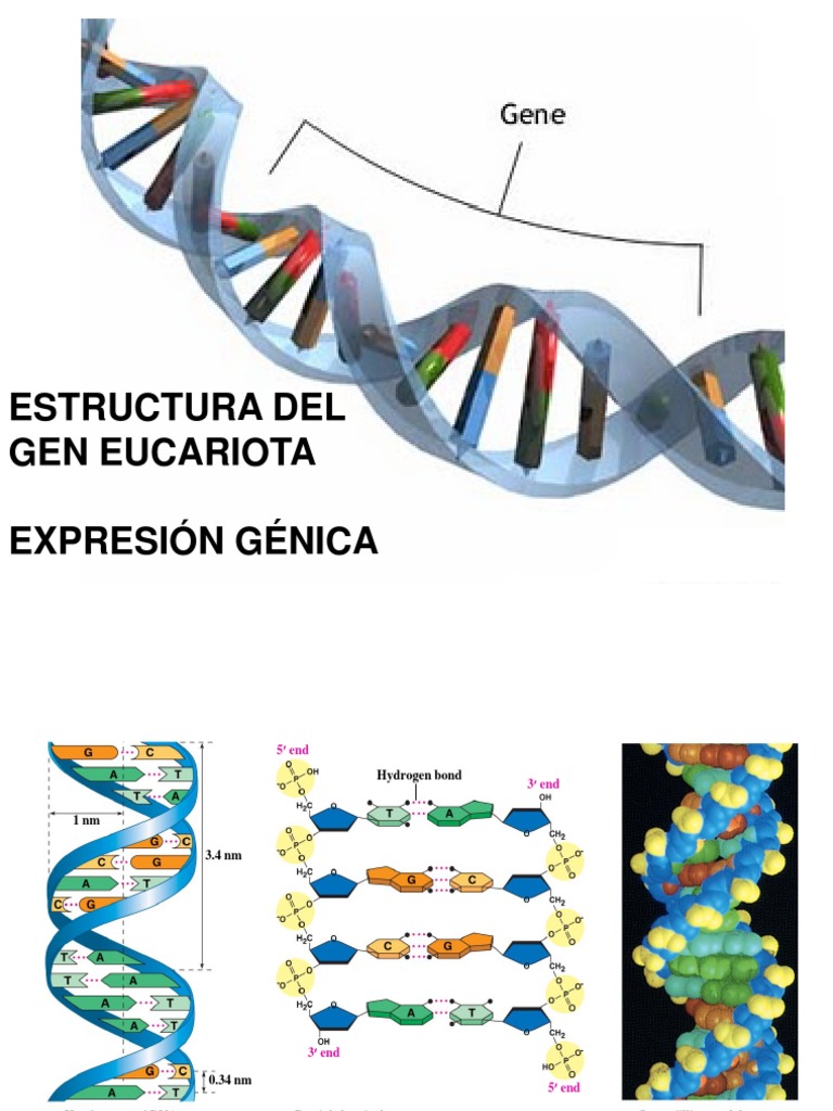 Estructura Del Gen Eucariota | PDF | Rna | Splicing alternativo