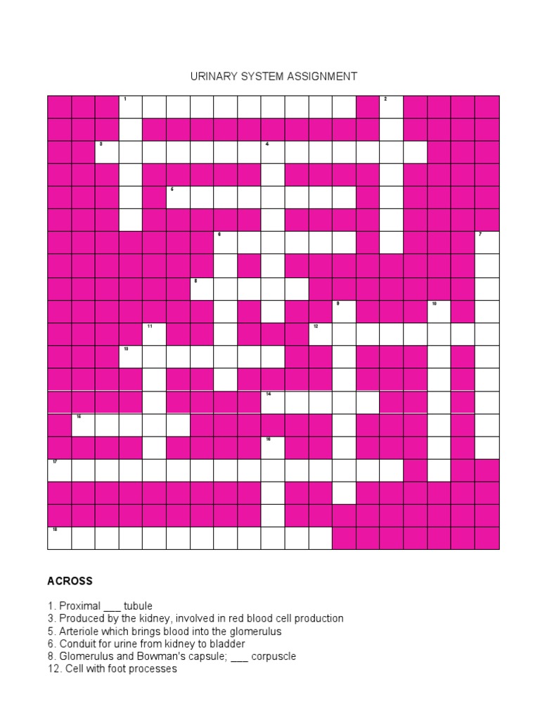 Urinary System Assignment | PDF