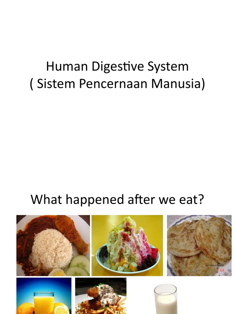 Human Digestive System (Sistem Pencernaan Manusia) | PDF | Molecular ...