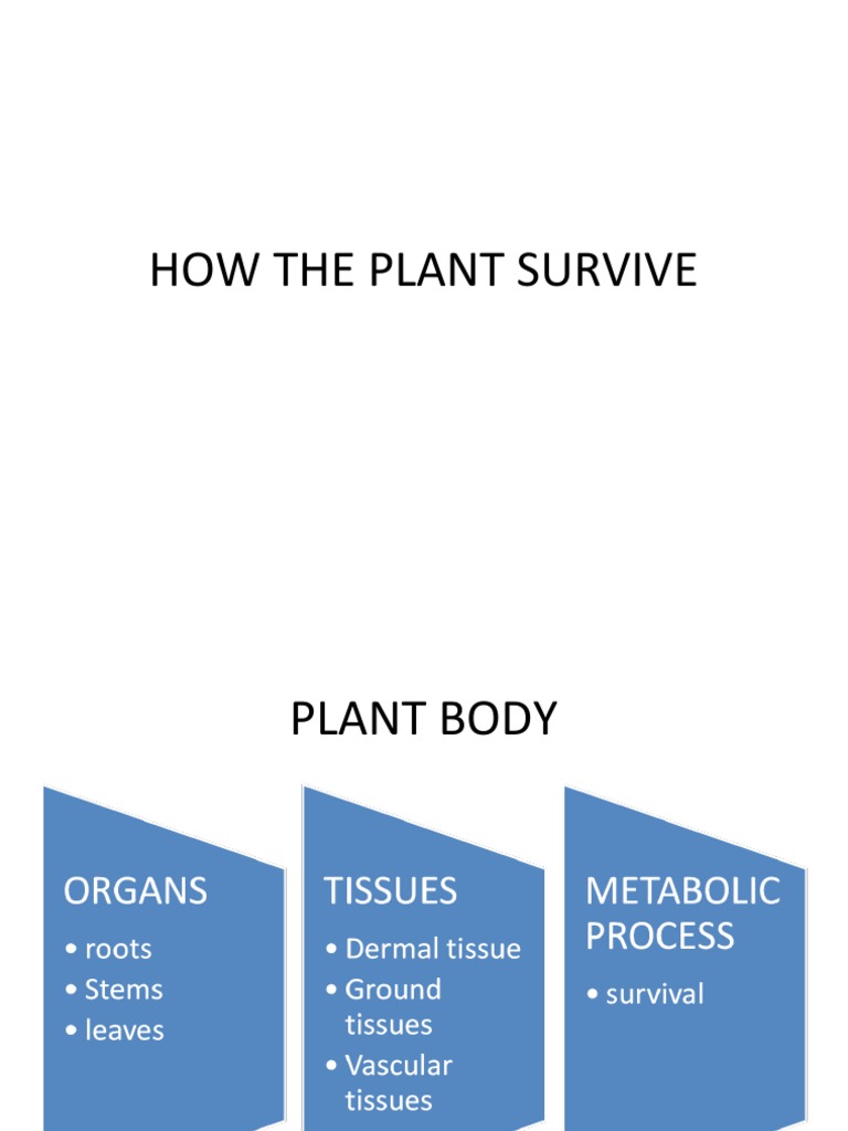 How The Plant Survive | PDF | Tissue (Biology) | Plant Stem