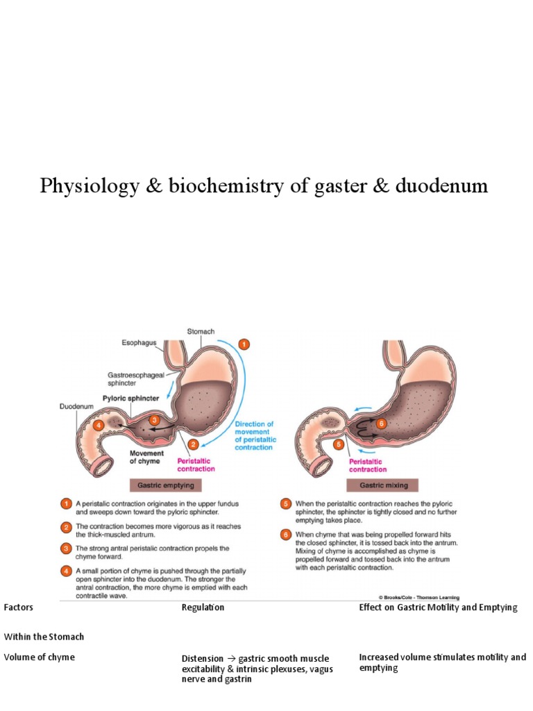 Fisiologi & Biokimia Gaster & Duodenum | PDF | Stomach | Pancreas