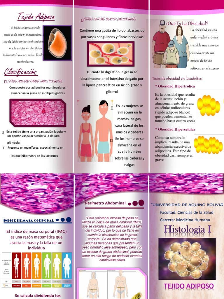 Triptico Histologia Terminadooo | PDF | Tejido adiposo | Obesidad