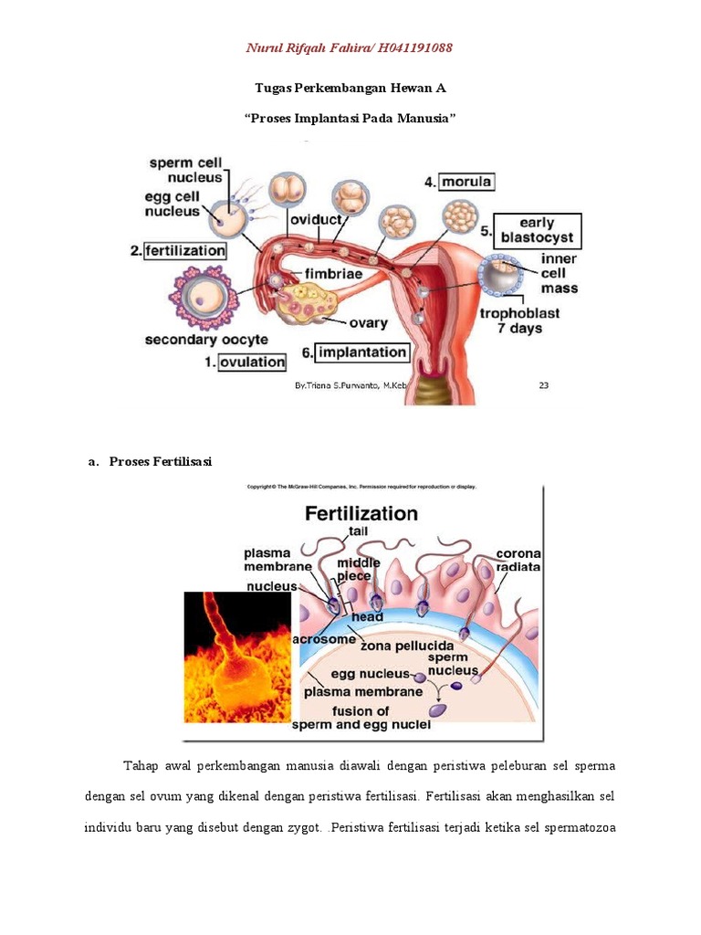 Proses Implantasi | PDF