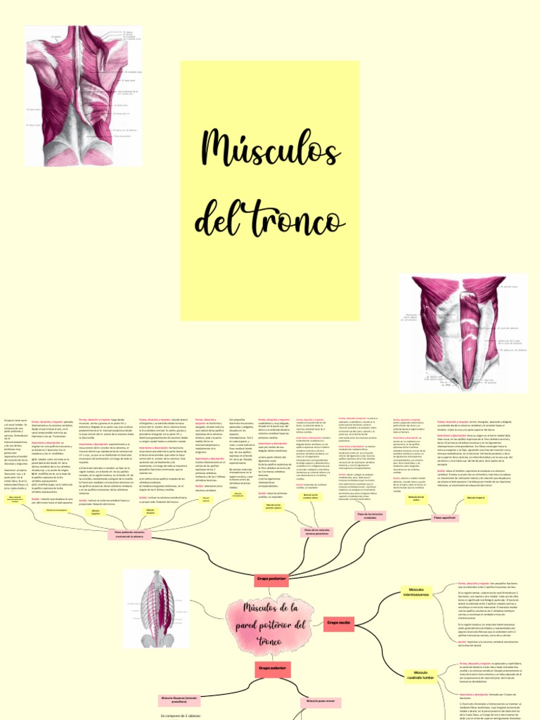 Draw - In-Mapa Mental 10 | PDF | La columna vertebral | Vértebra