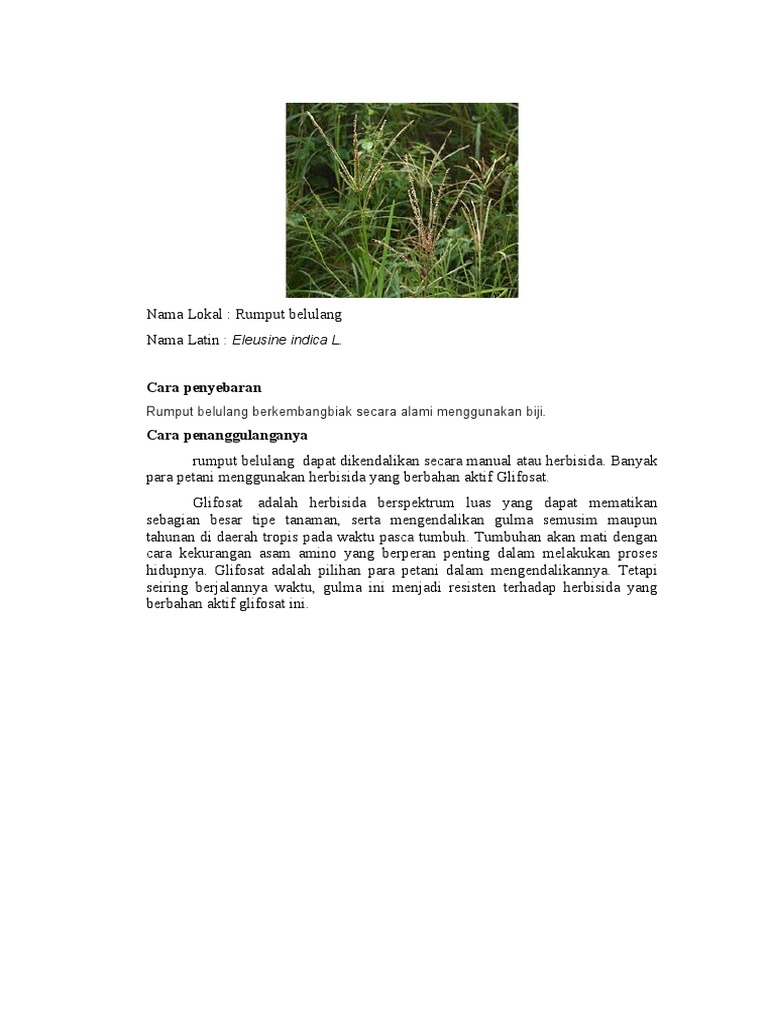Rumput Belulang | PDF