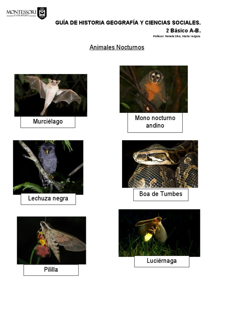 2° AÑO - HISTORIA - Animales Nocturnos | PDF