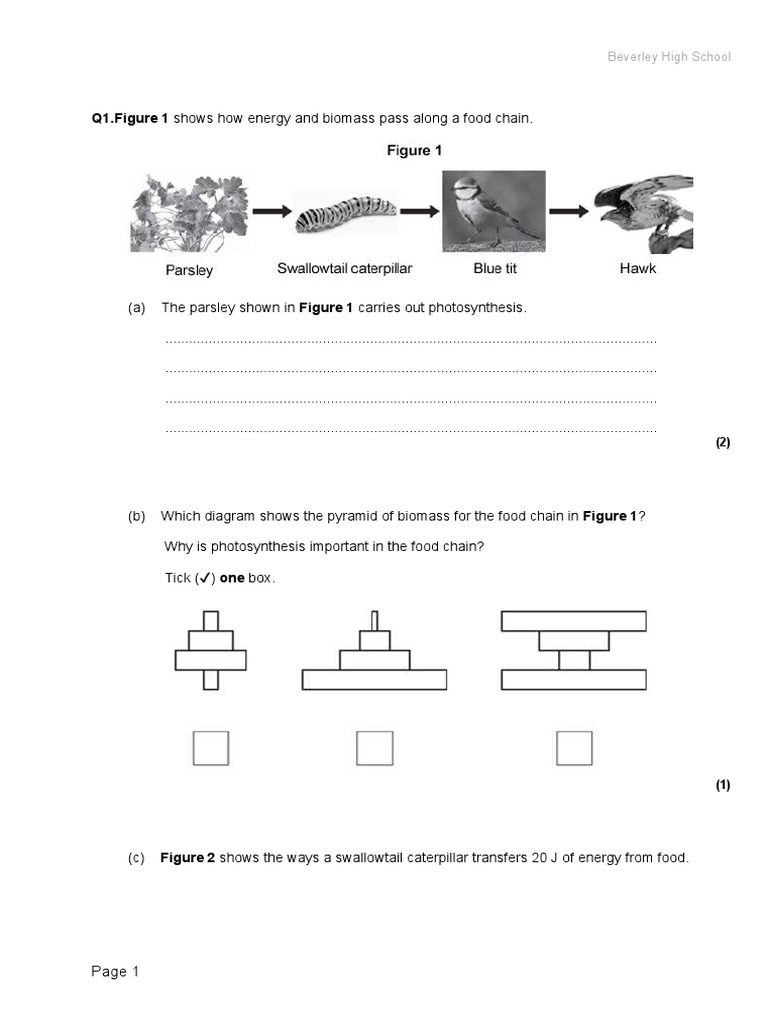 Adaptations Exam Style Questions (+ Mark Scheme) | PDF | Soil ...