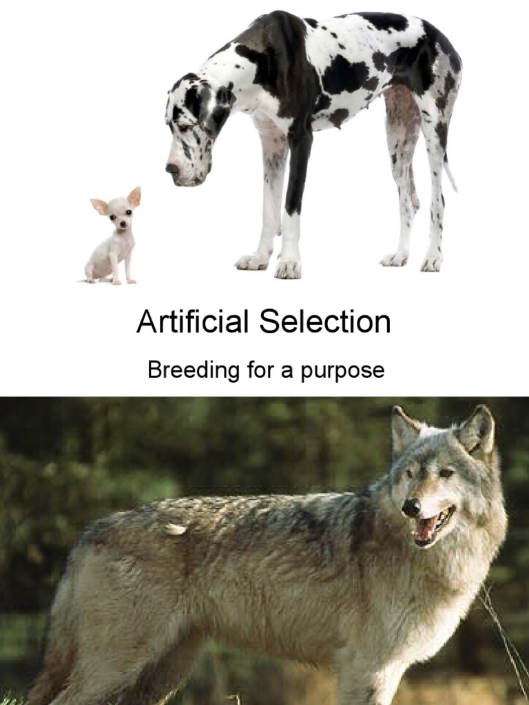 Artificial Selection: Breeding For A Purpose | PDF | Dog Breeds | Dogs