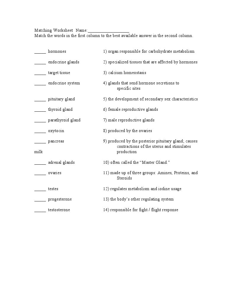 Endocrine System Matching Worksheet | PDF | Endocrine System | Hormone