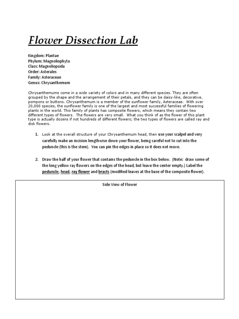 Chrysanthemum Flower Dissection Guide | PDF | Petal | Flowers