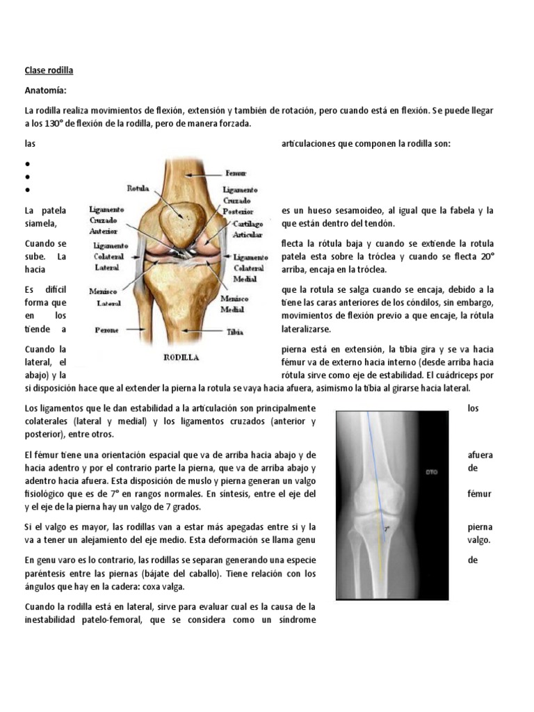 Anatomía rodilla | PDF | Rodilla | Sistema esquelético