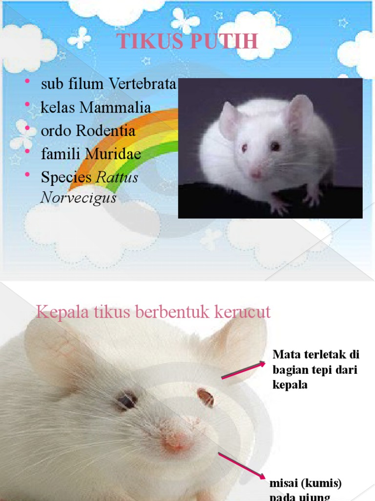 2007 Tikus Putih (Rattus Norvegicus) | PDF