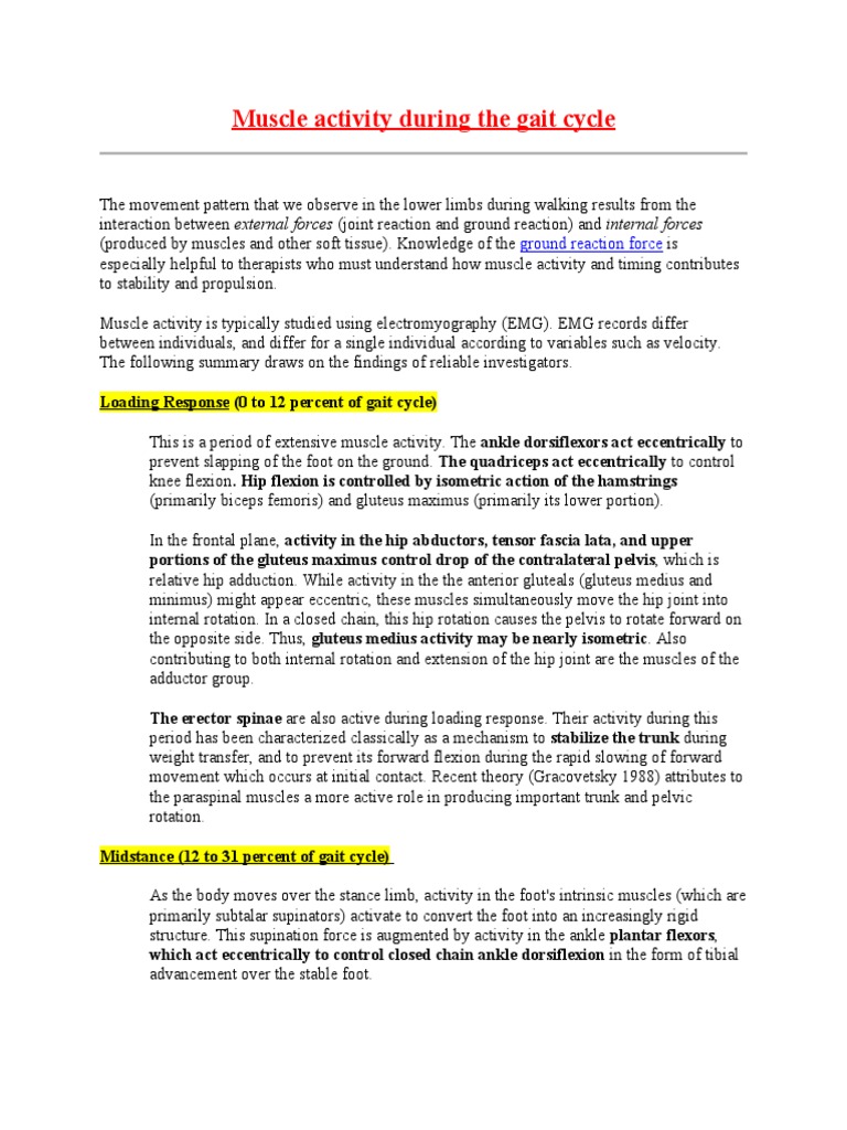 Muscle activity during the gait cycle