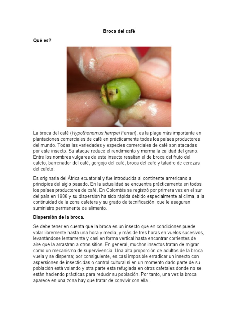 Broca Del Café | PDF | Control biológico de plagas | café