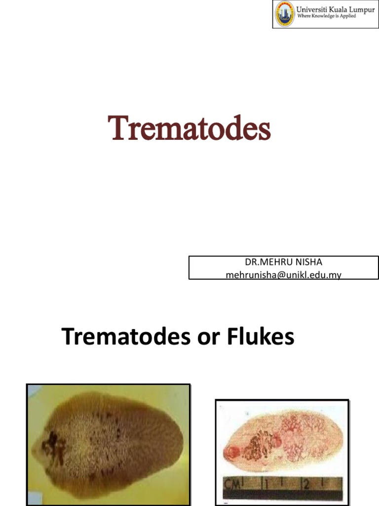 Lecture 11C - Introduction To Worms (Trematodes) | PDF | Parasitology ...