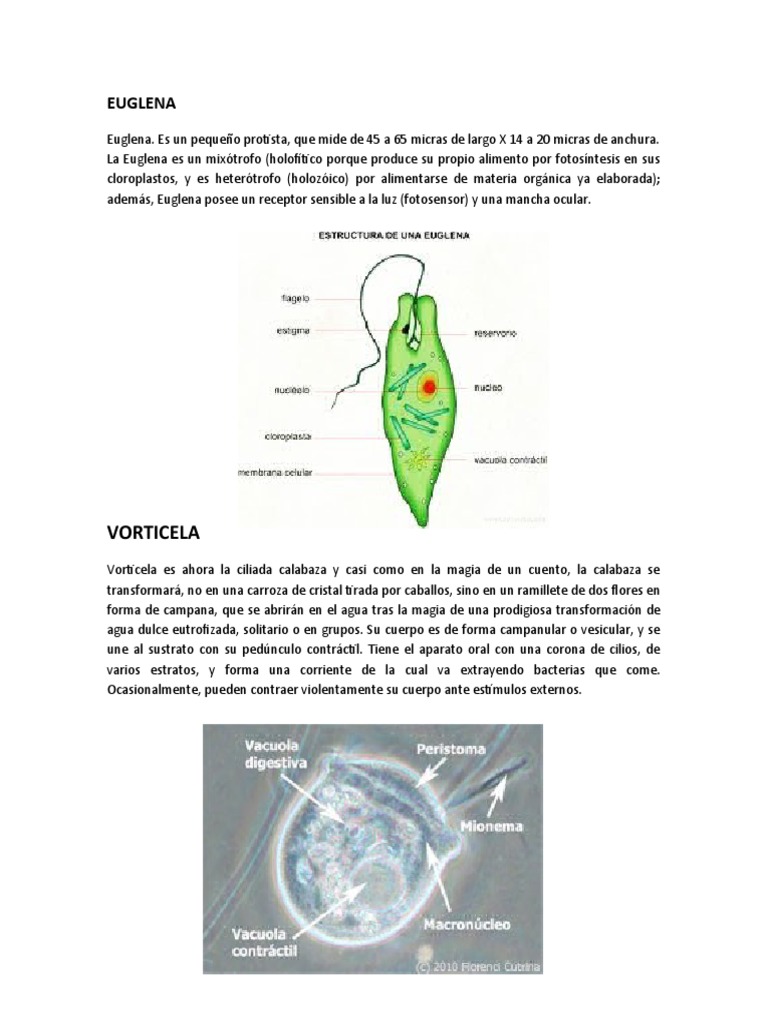 EUGLENA | PDF