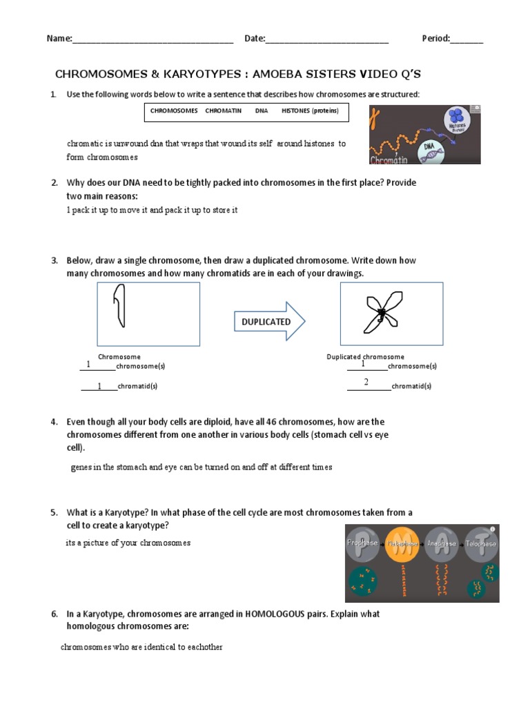 Luis Abonce-Llanos - Karyotypes & Chromosomes Amoeba Sisters Questions ...