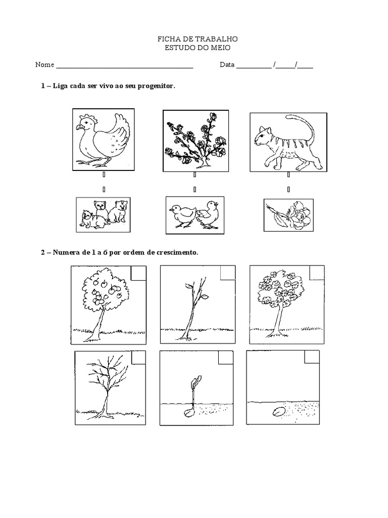 Ficha De Estudo Do Meio Animais Pdf