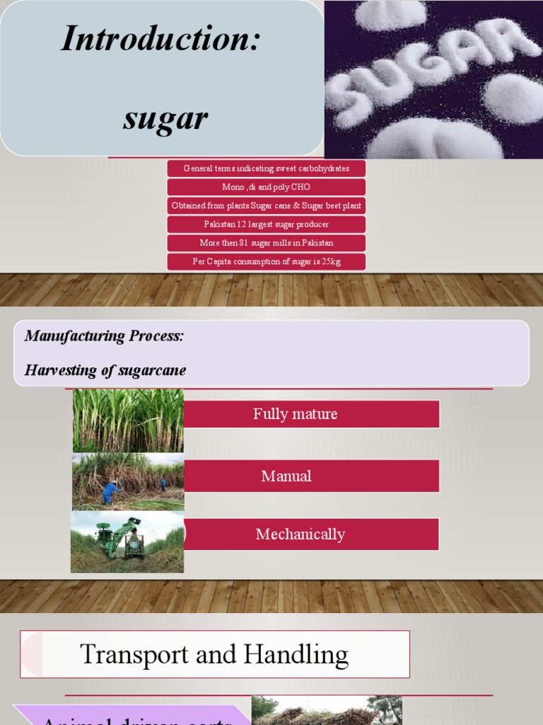 Sugar Manufacturing Process Overview | PDF | Sugarcane | Sugar