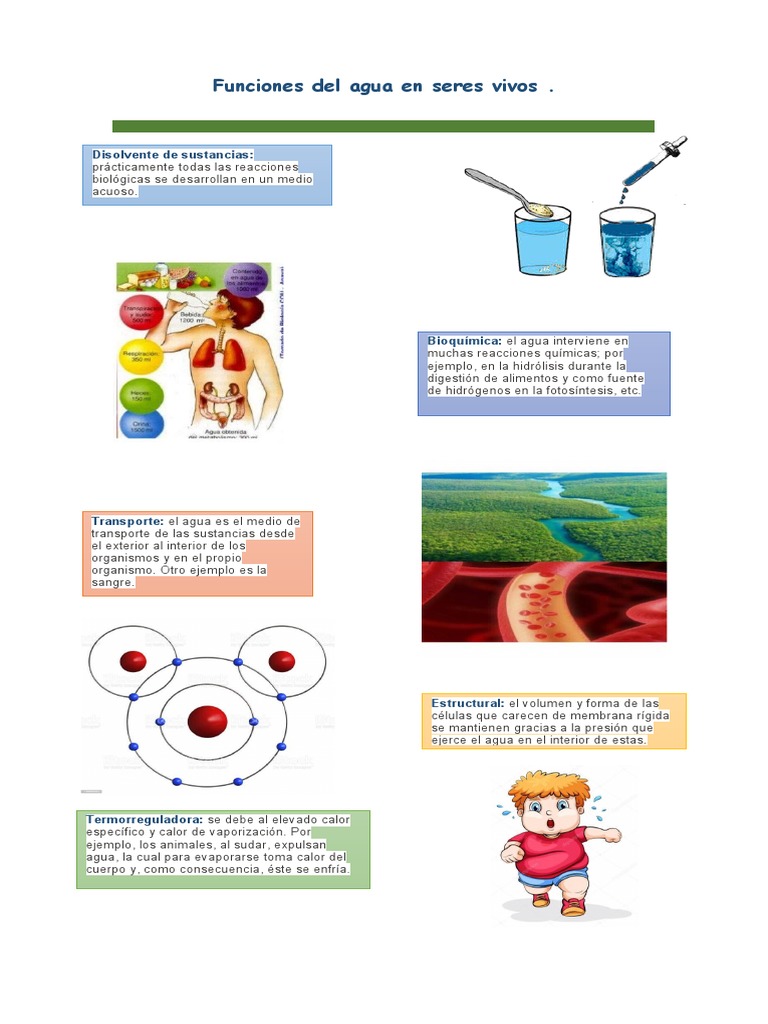 Funciones del Agua en los Seres Vivos | PDF | Ciencia y matemáticas