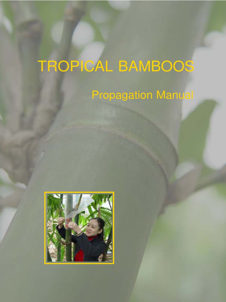 Tropical Bamboo Propagation Manual | PDF | Bamboo | Plant Nursery