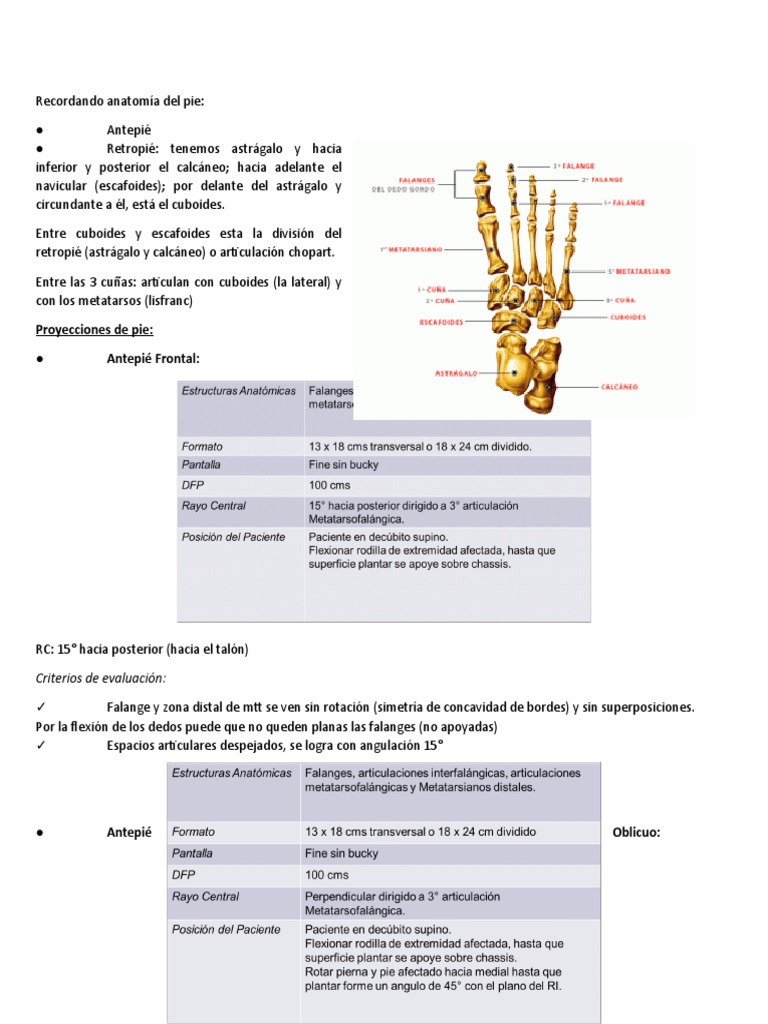 Clase 13 PR Extremidad Inferior | PDF | Pie | Dedo del pie