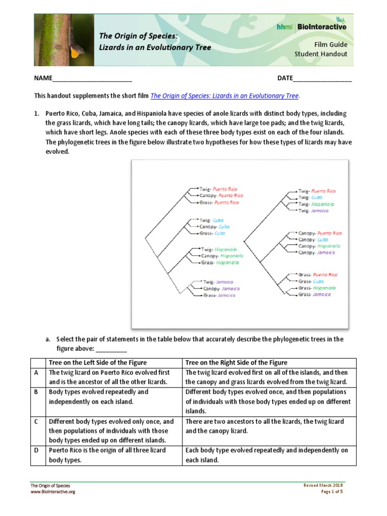 The Origin of Species: Lizards in An Evolutionary Tree: NAME - Date ...