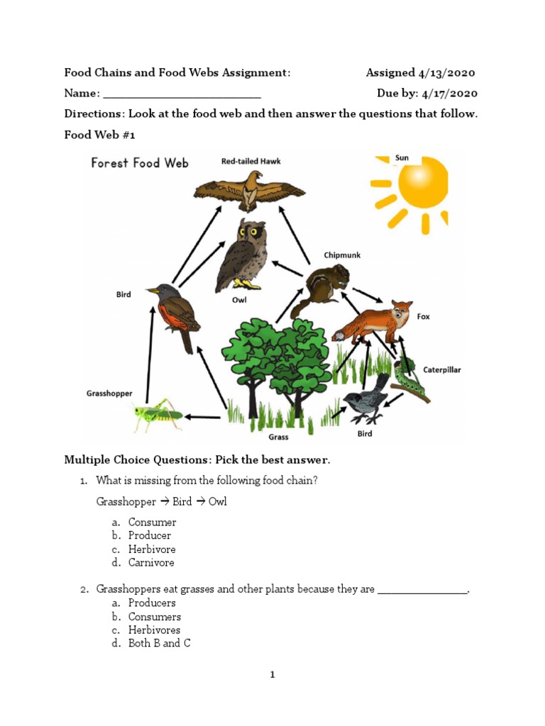 Food Webs and Chains Worksheet 5013 | PDF | Predation | Food Web