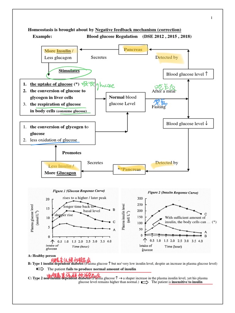 Chapter 18 Homeostasis (Summary) | Download Free PDF | Insulin | Glucose