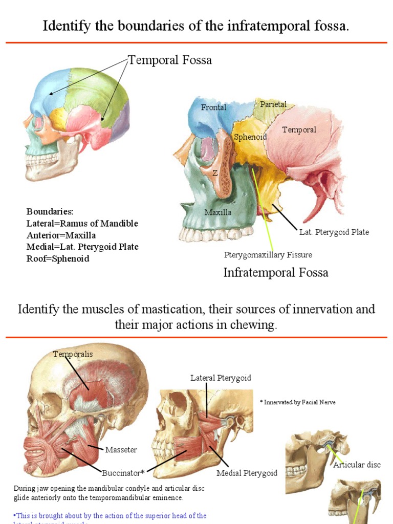 Identify The Boundaries of The Infratemporal Fossa | PDF | Human ...