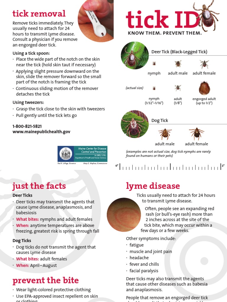 Tick ID Card | PDF | Lyme Disease | Microbiology