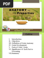 1 Morphology of The Rice Plant | PDF | Rice | Plants