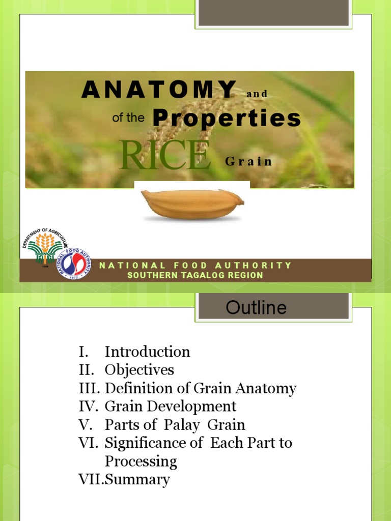 Anatomy and Structure of Rice Grain | PDF | Rice | Seed