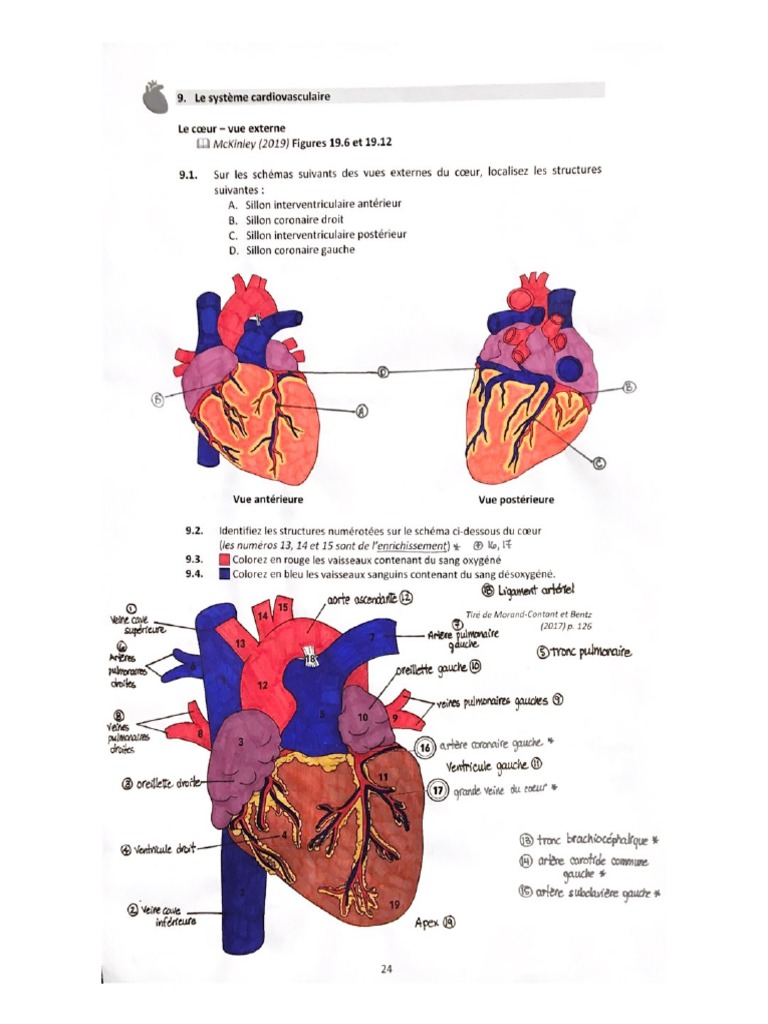 Le Systeme Cardiovasculaire | PDF