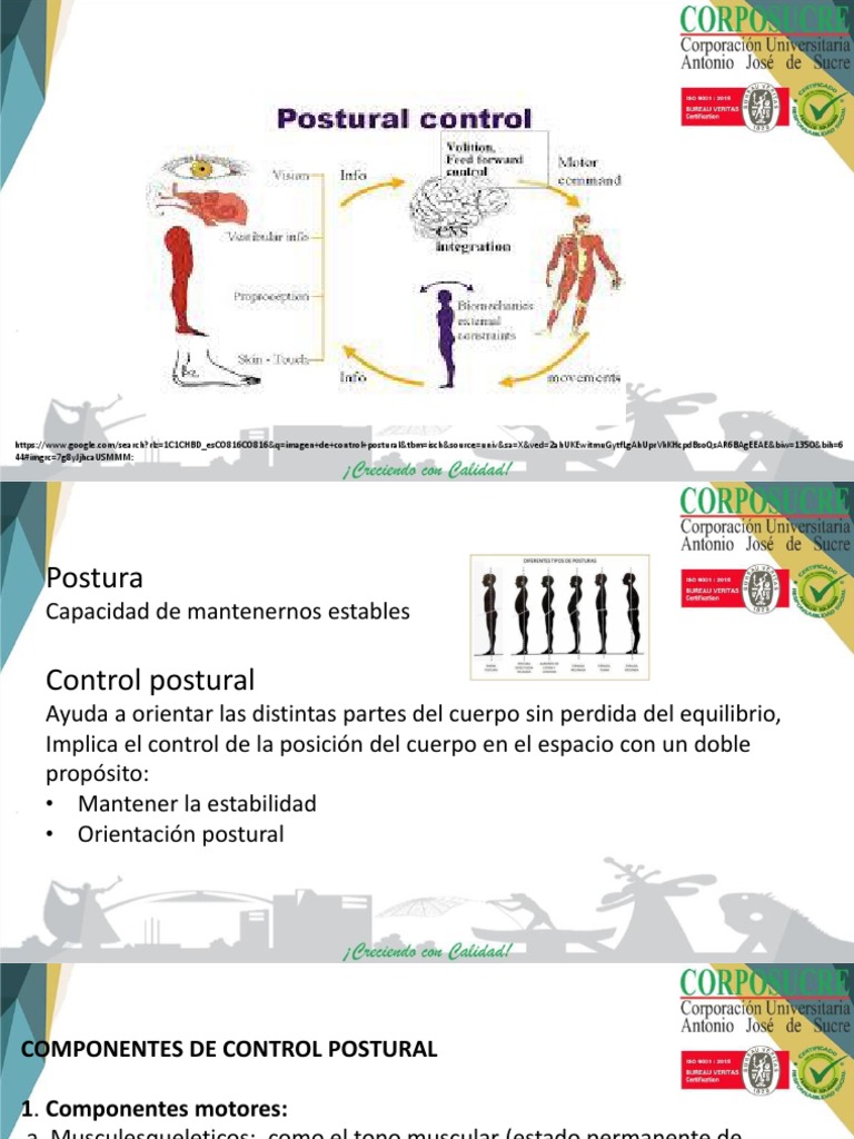 Control Postural y Teorias | PDF | Corteza cerebral | Neurociencia