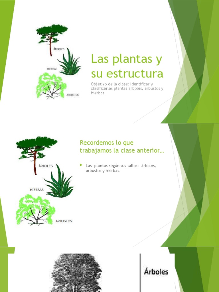 Arboles, Arbustos Hierbas 6 | PDF
