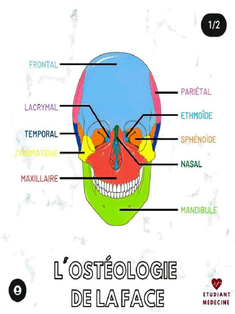Anatomie des os de la face | PDF
