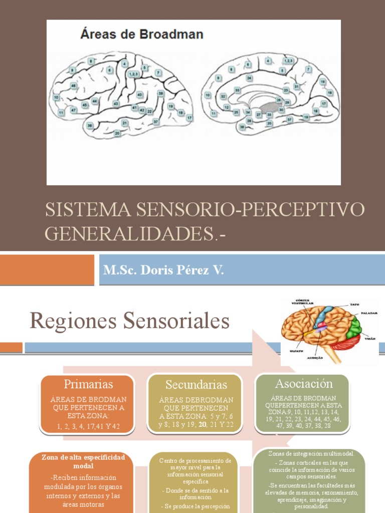 Sistema Senso-Perceptivo | PDF | Corteza cerebral | Percepción