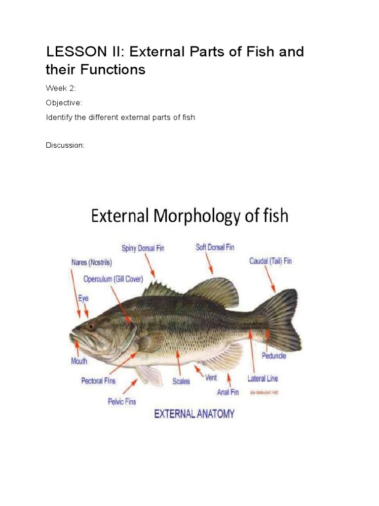 LESSON II: External Parts of Fish and Their Functions | PDF | Fish | Mouth
