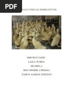 Mengenal Jenis dan Beternak Entok | PDF