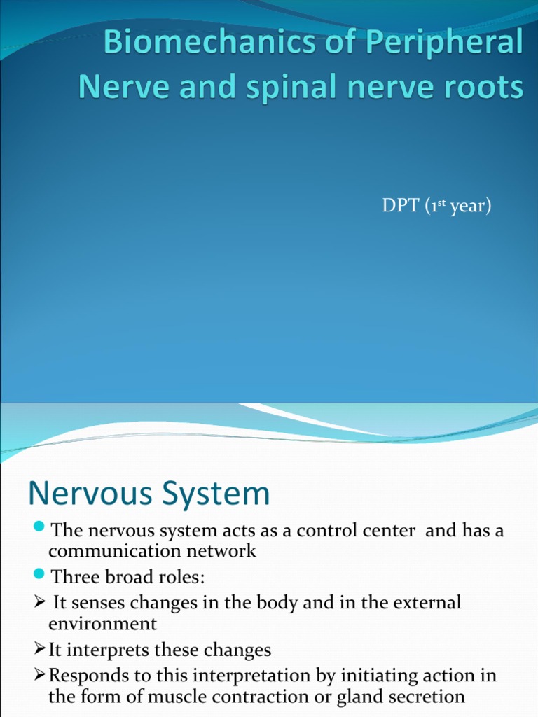 Biomechanics of Peripheral and Spinal Nerve Roots | PDF | Spinal Cord ...