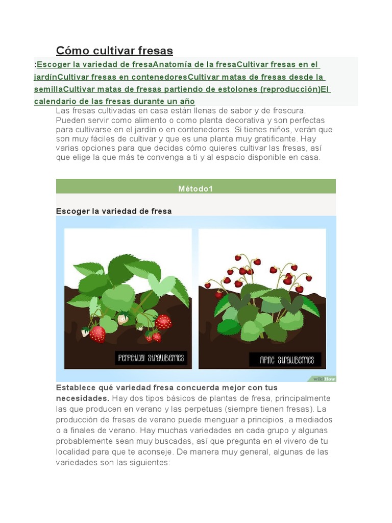 Fresas | PDF | fresa | Tierra