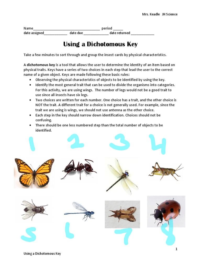 Using A Dichotomous Key Worksheet Shark Dichotomous Key Worksheet