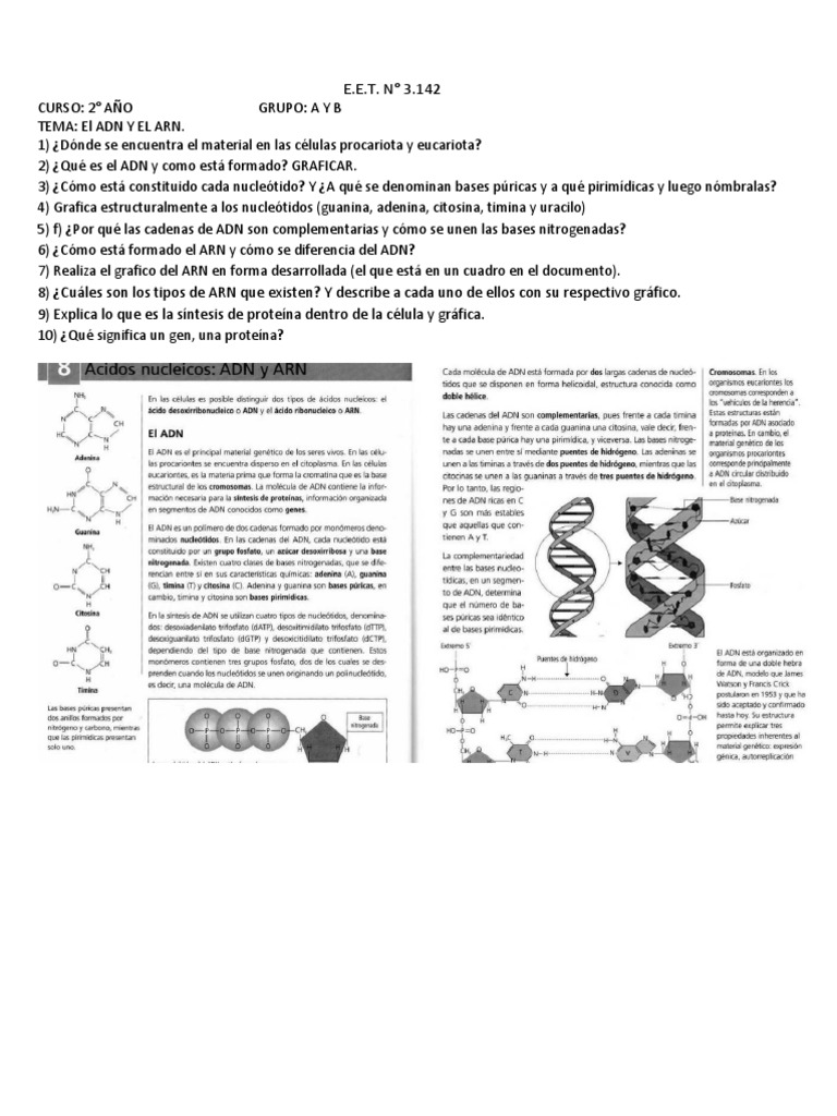 Estructura y Función del ADN y ARN | PDF
