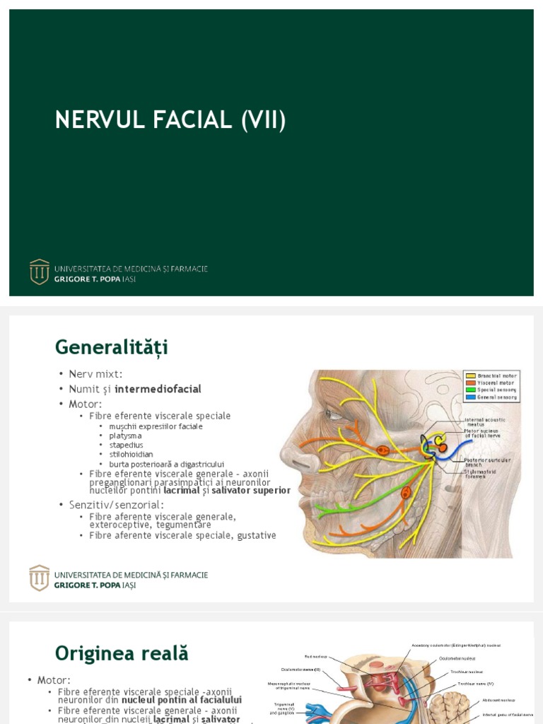 Nervi Cranieni VII | PDF