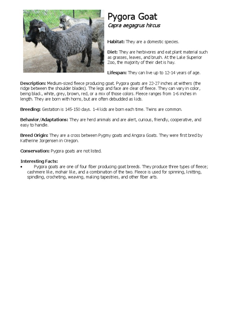 Pygora Goat | PDF